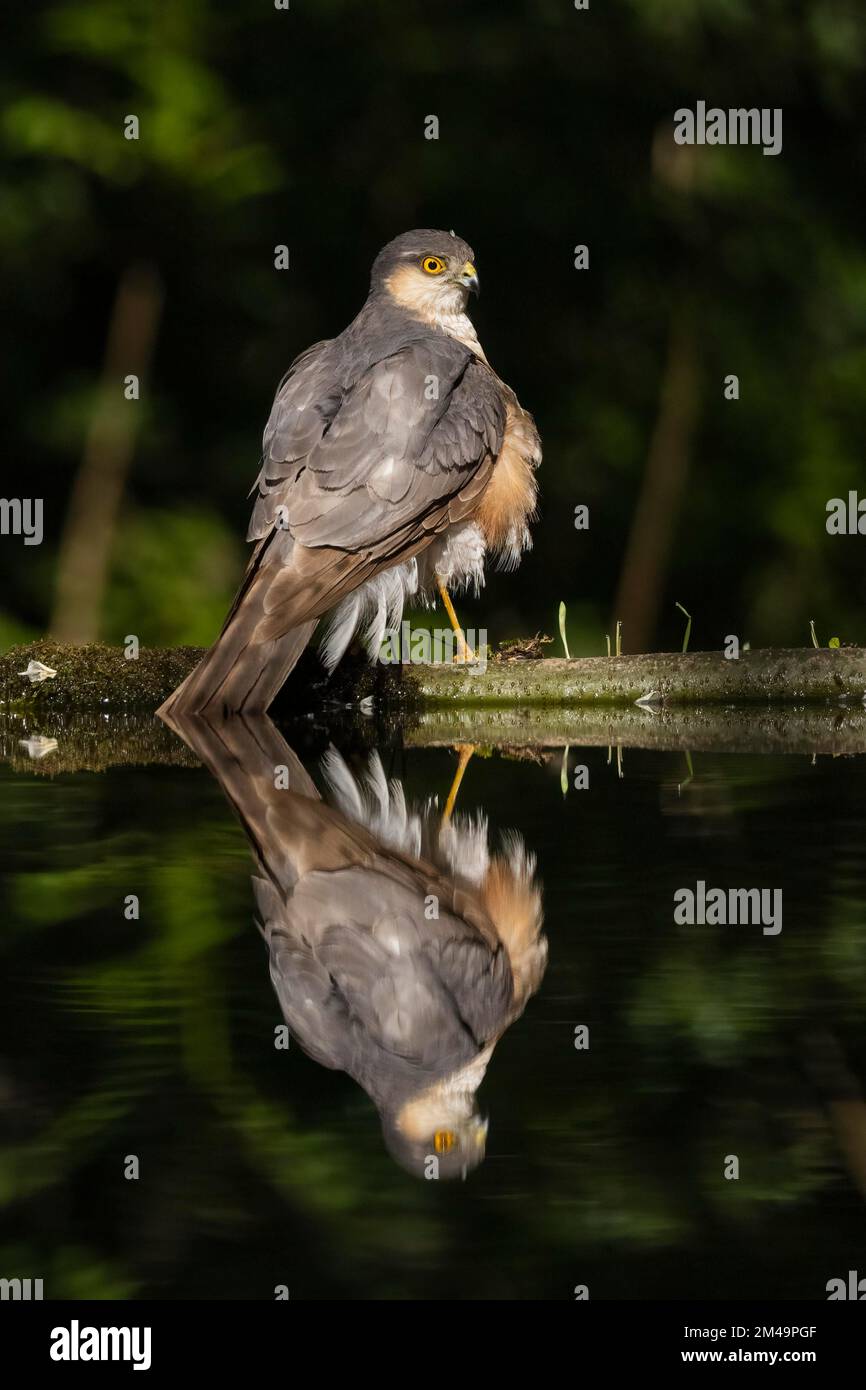 Cooling behavior hi-res stock photography and images - Alamy