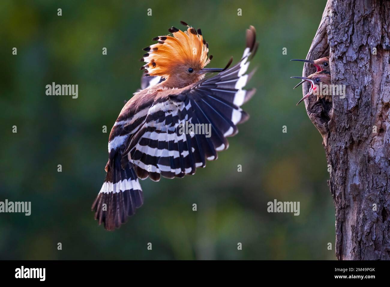 Hoopoe (Upupa epops) male with food for the young birds, breeding ...