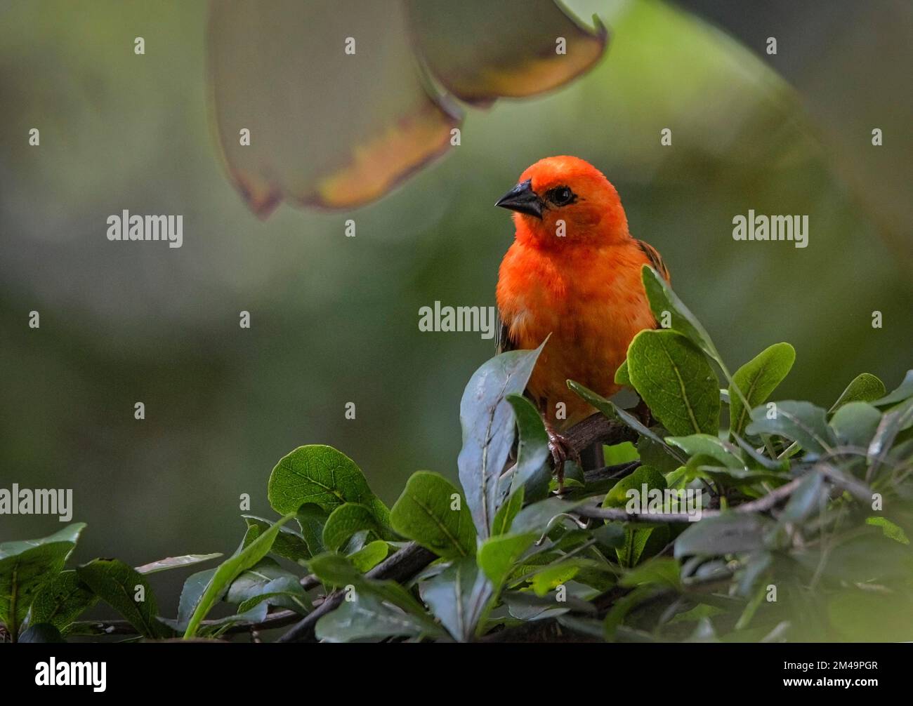 Madagascar red fody (Foudia madagascariensis) in the city gardens of ...