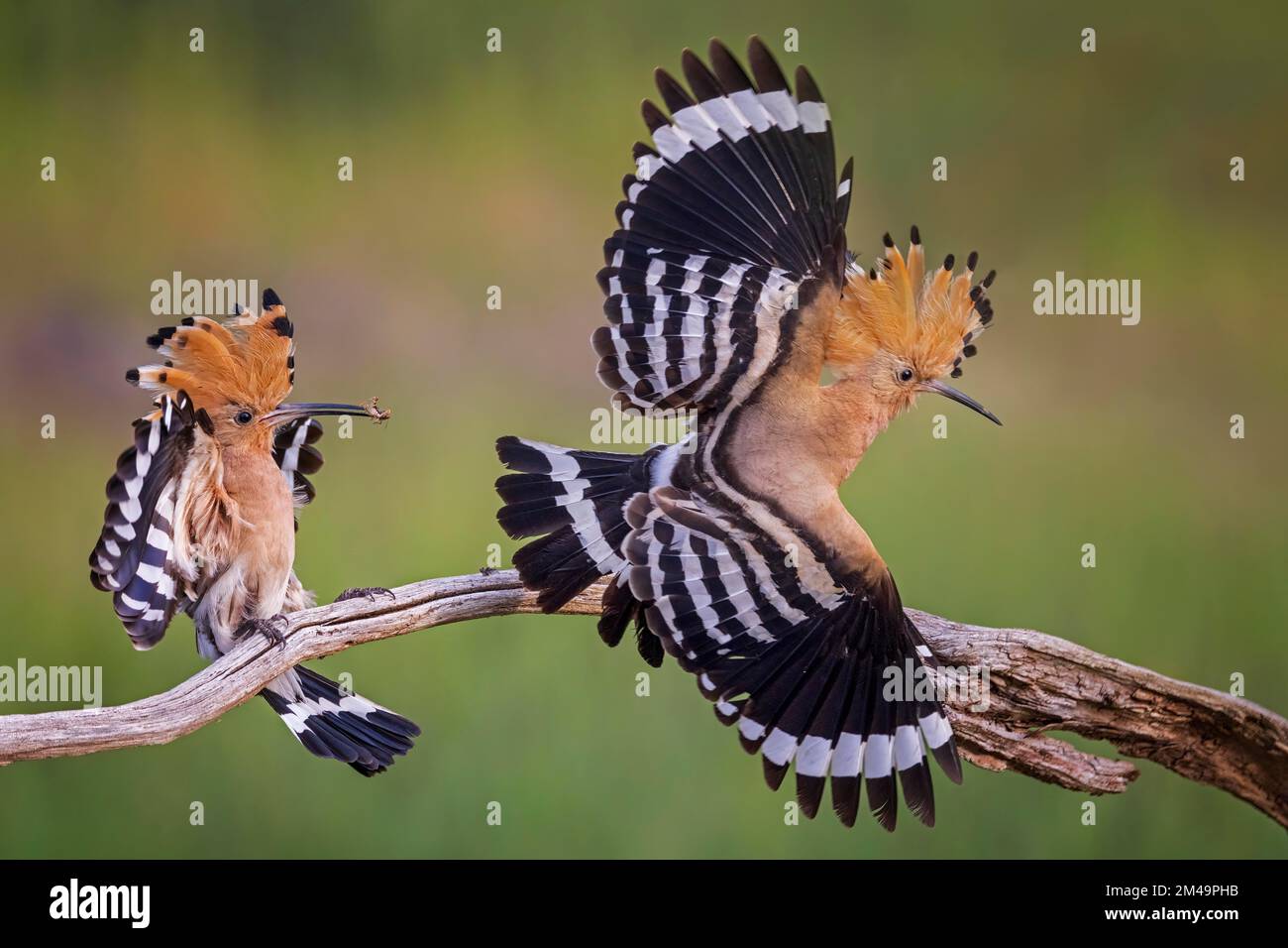 Hoopoe (Upupa epops) pair encounter, male, female with food, Bird of ...