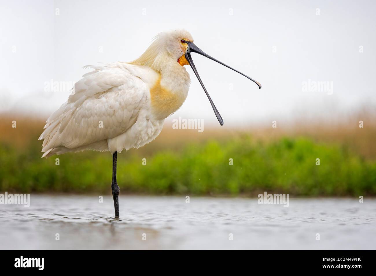 Eurasian spoonbill (Platalea leucorodia) resting, standing on one leg ...