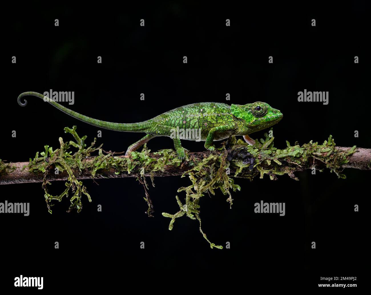 A still undescribed chameleon juvenile (Calumma cf. malthe) in the ...