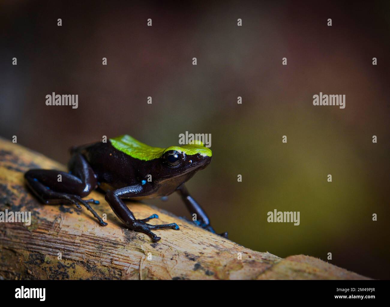 A coloured frog (Mantella laevigata) in the rainforests of north ...