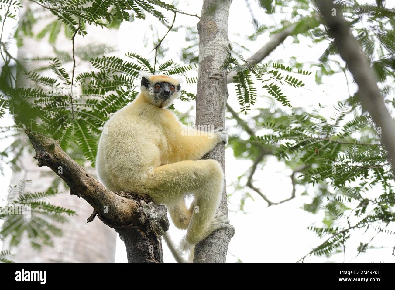 Golden crown sifaka (Propithecus tatersalli) in the dry forests on ...