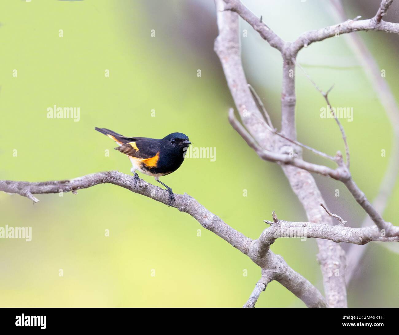 Mexico redstart hi-res stock photography and images - Alamy