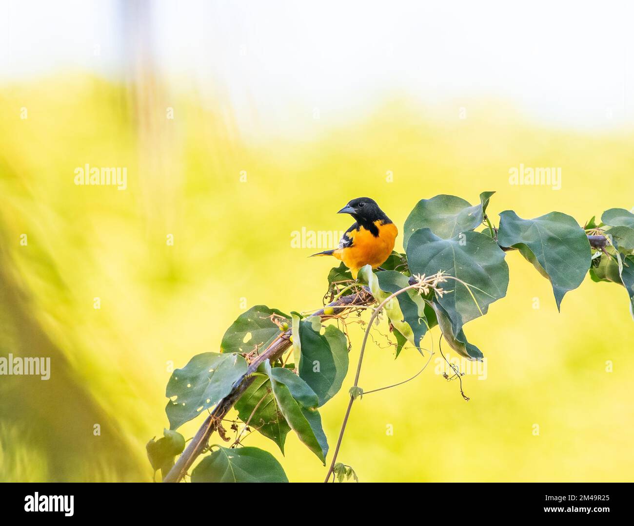 Northern baltimore oriole hi-res stock photography and images - Alamy