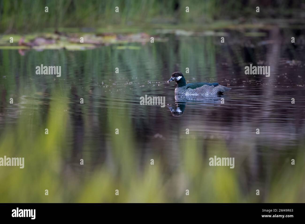 Green pygmy goose hi-res stock photography and images - Alamy