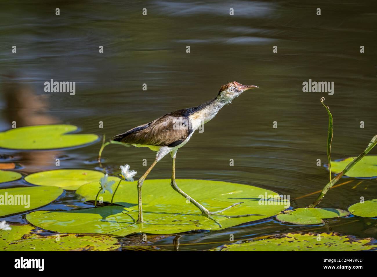 A comb-crested jacana, also known as the lotusbird or lilytrotter, is ...