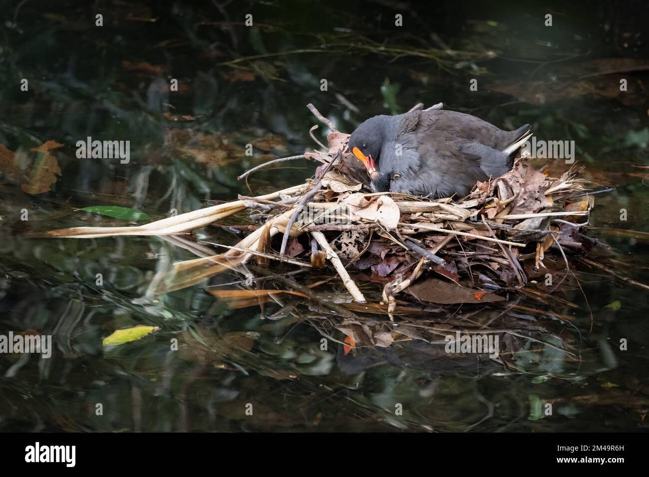 An adult Dusky moorhen & chick exhibiting nesting behaviours at ...