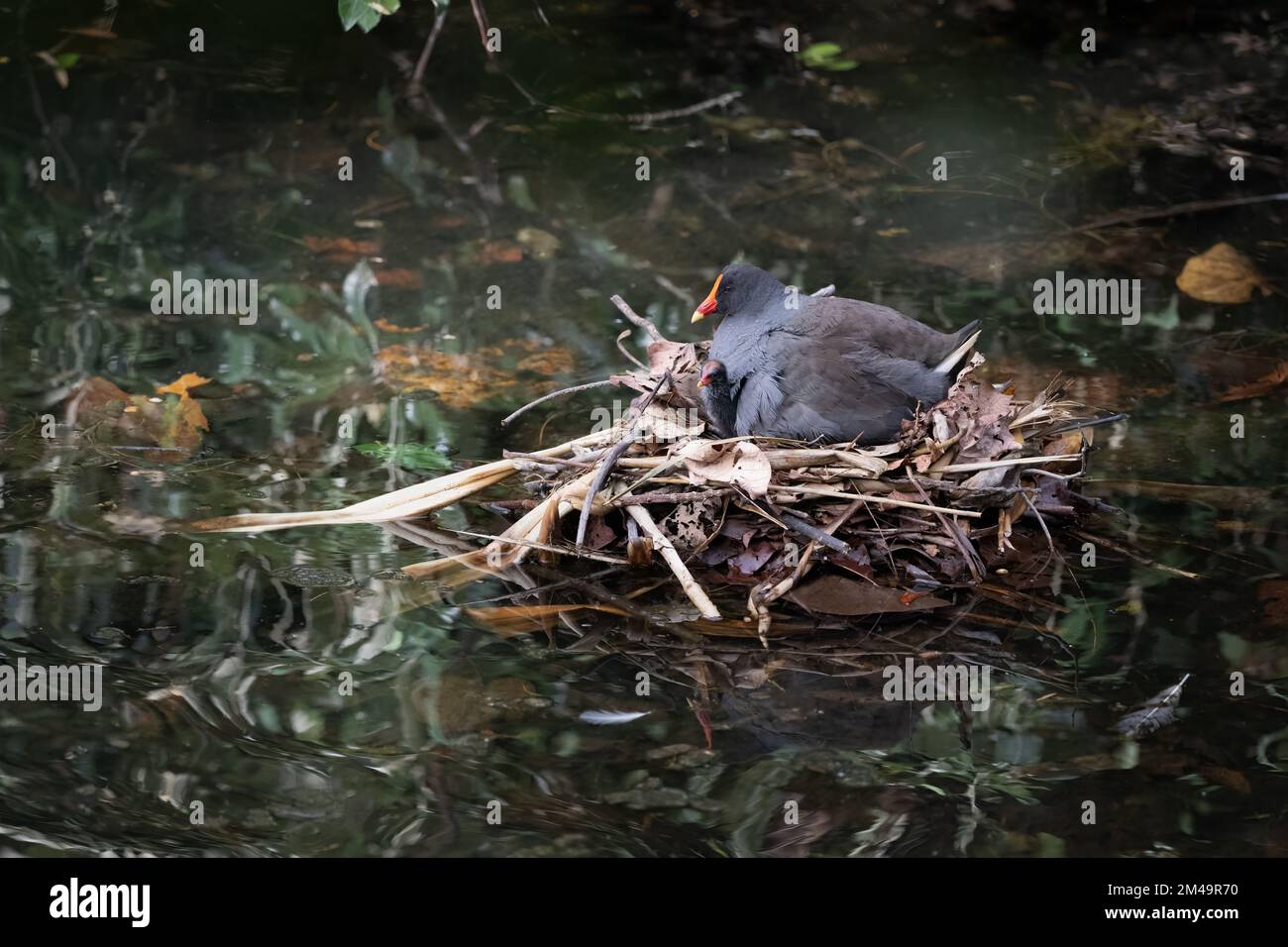 An adult Dusky moorhen & chick exhibiting nesting behaviours at ...