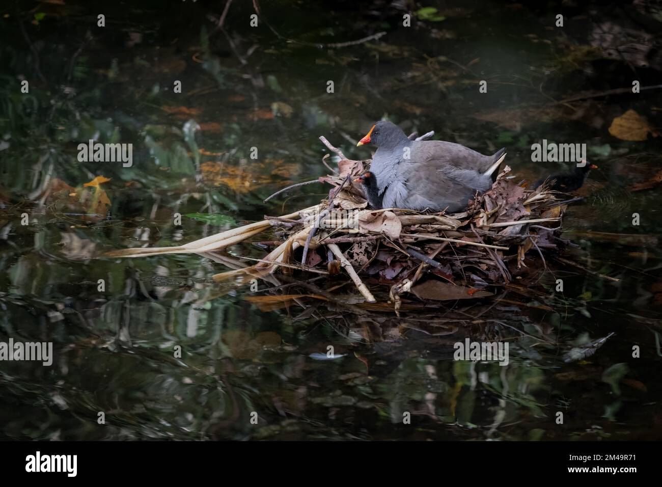 An adult Dusky moorhen & chick exhibiting nesting behaviours at ...