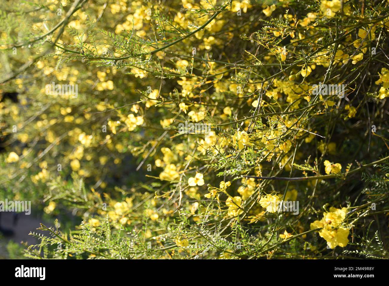 Bush with small yellow flowers Stock Photo - Alamy