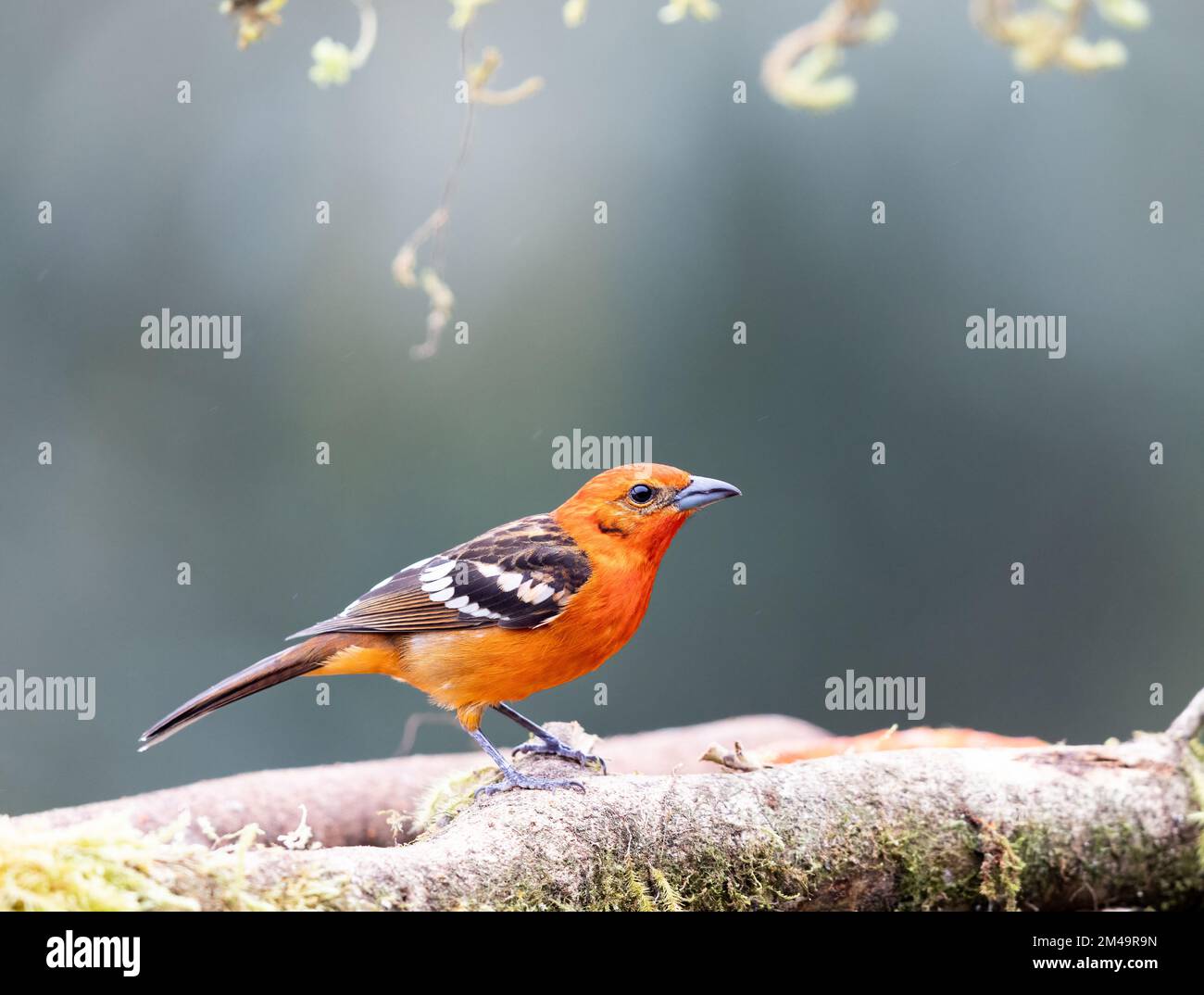 Female flame colored tanager hi-res stock photography and images - Alamy