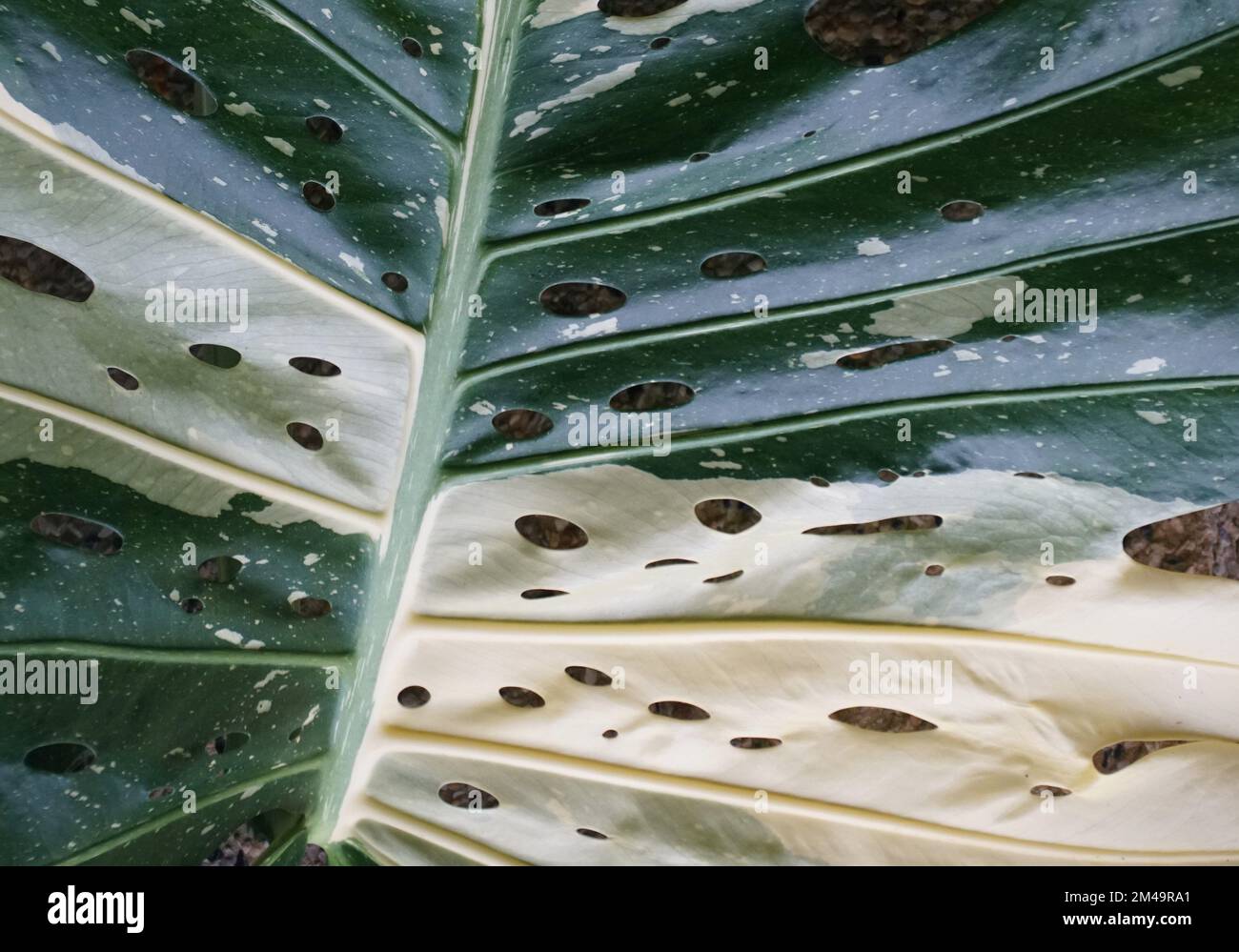 Close up of a variegated leaf of Monstera Thai Constellation, a rare ...