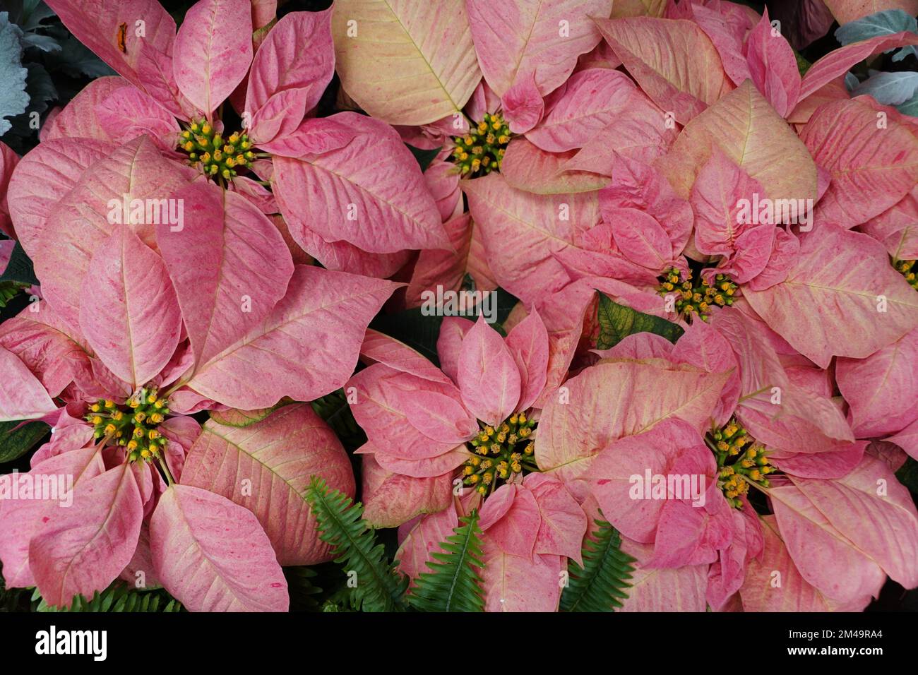 Beautiful pink and cream leaves of Viking Cinnamon Poinsettia plant ...
