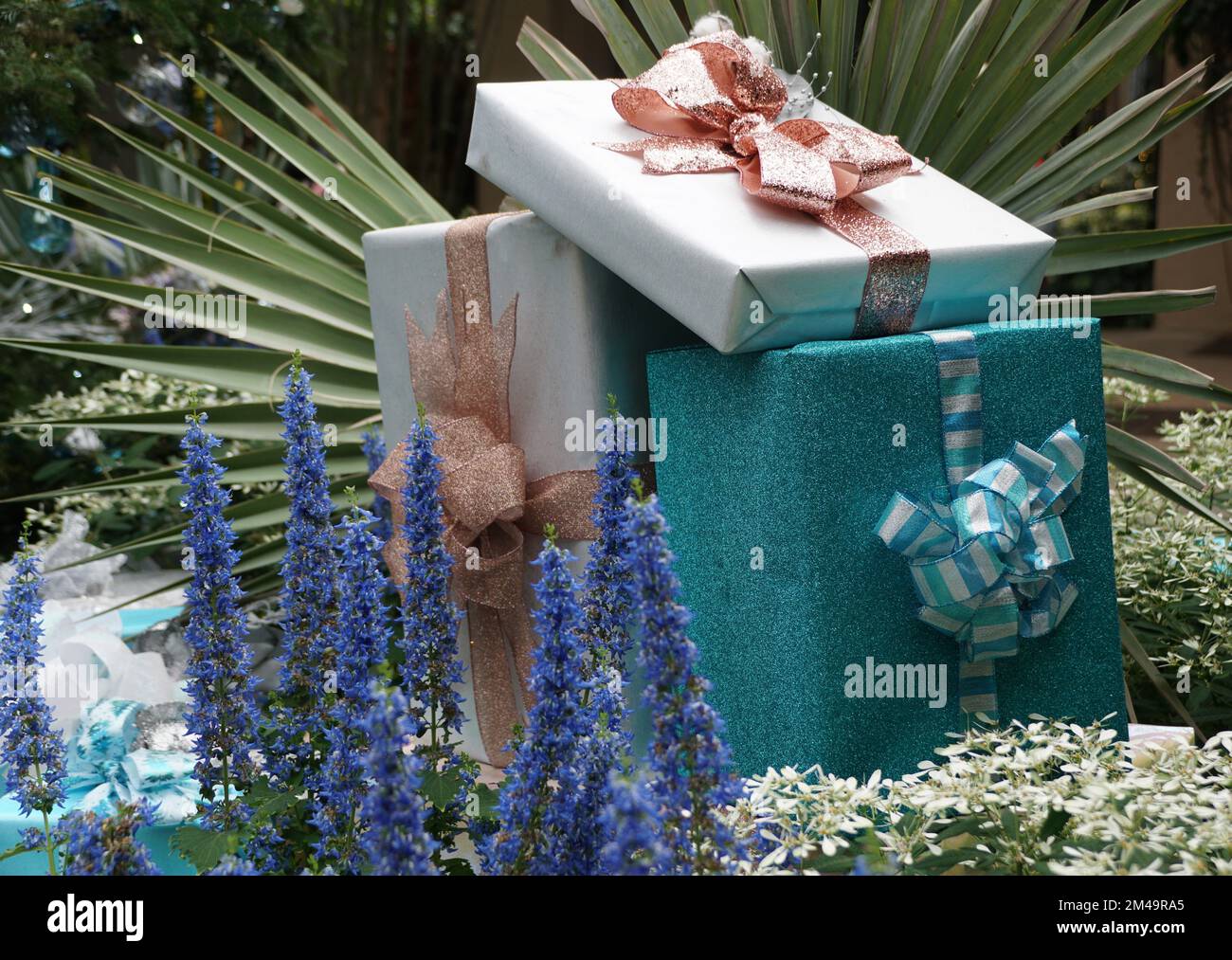 Light color boxes of wrapped presents surrounded by tropical plants ...