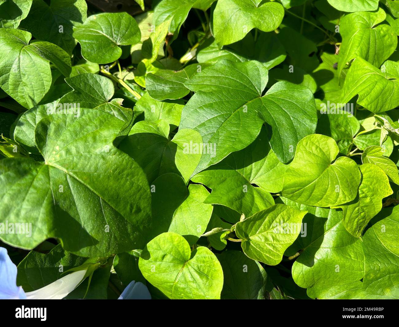 Ipomoea indica indica hi-res stock photography and images - Alamy