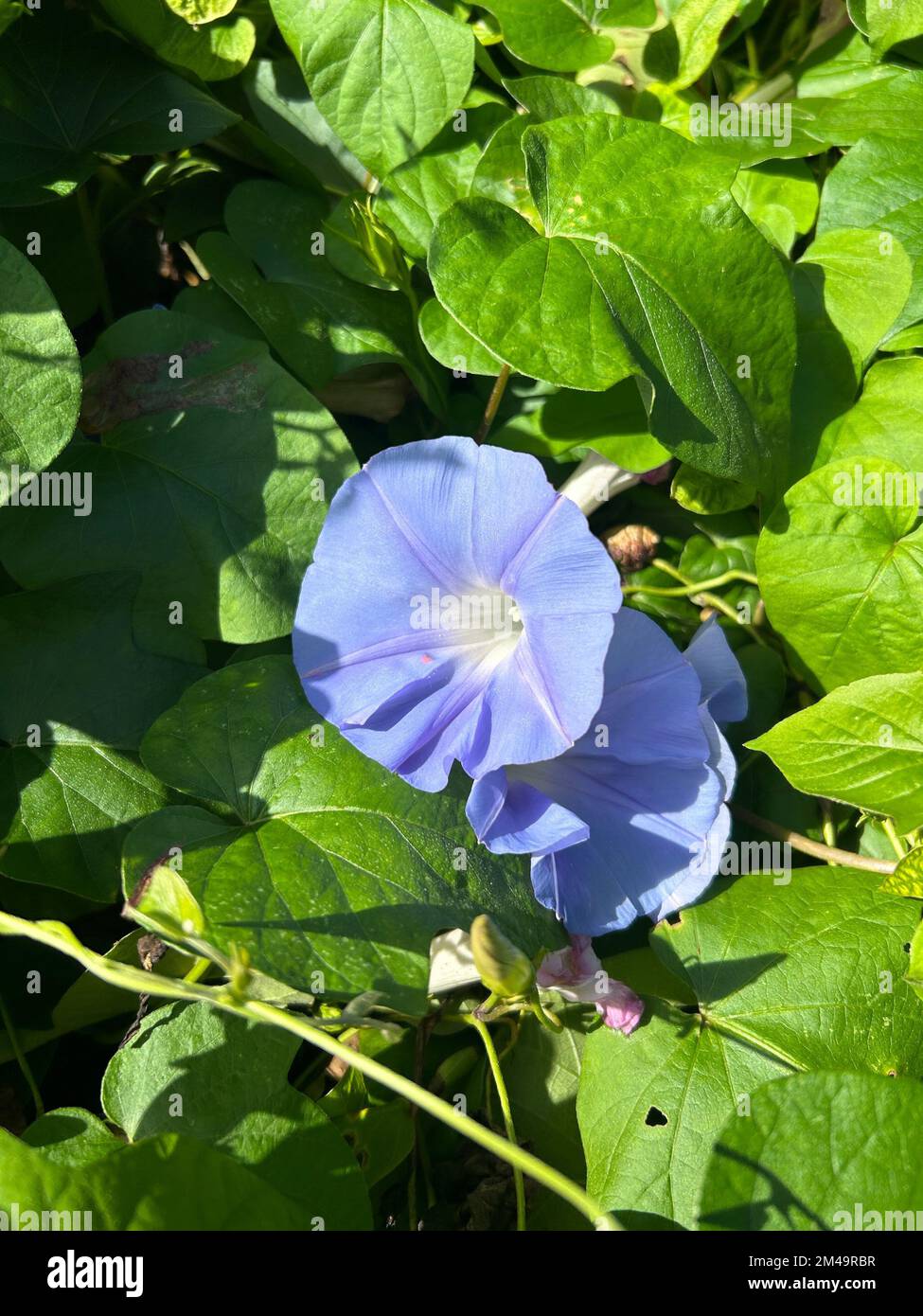 Lobeliad hi-res stock photography and images - Alamy