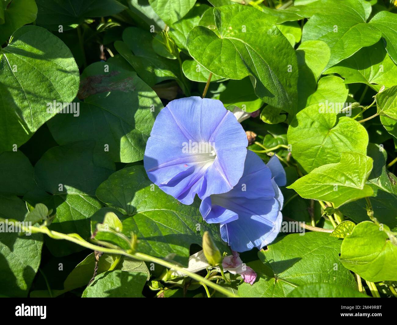Ipomoea indica hi-res stock photography and images - Alamy