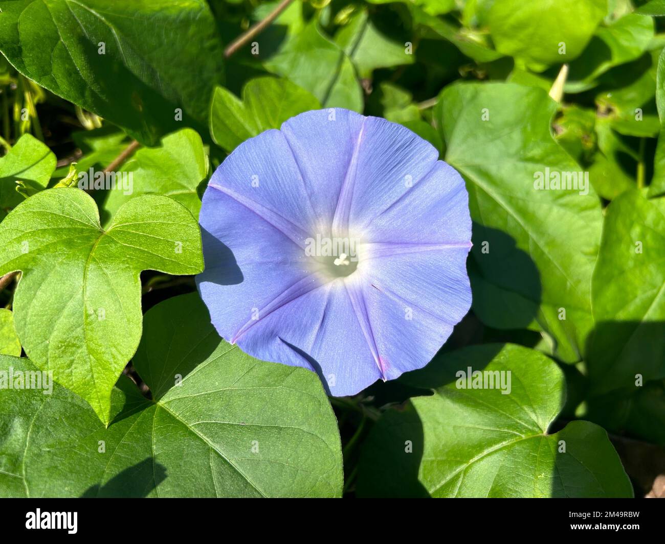 Lobeliad hi-res stock photography and images - Alamy
