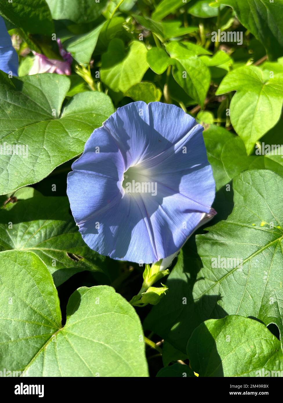 Lobeliad hi-res stock photography and images - Alamy