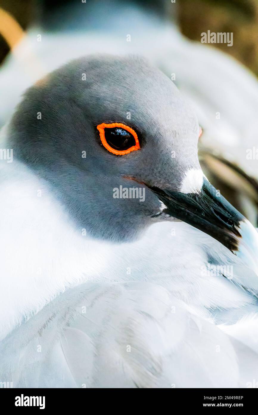 Galapagos national park swallow tailed hi-res stock photography and ...