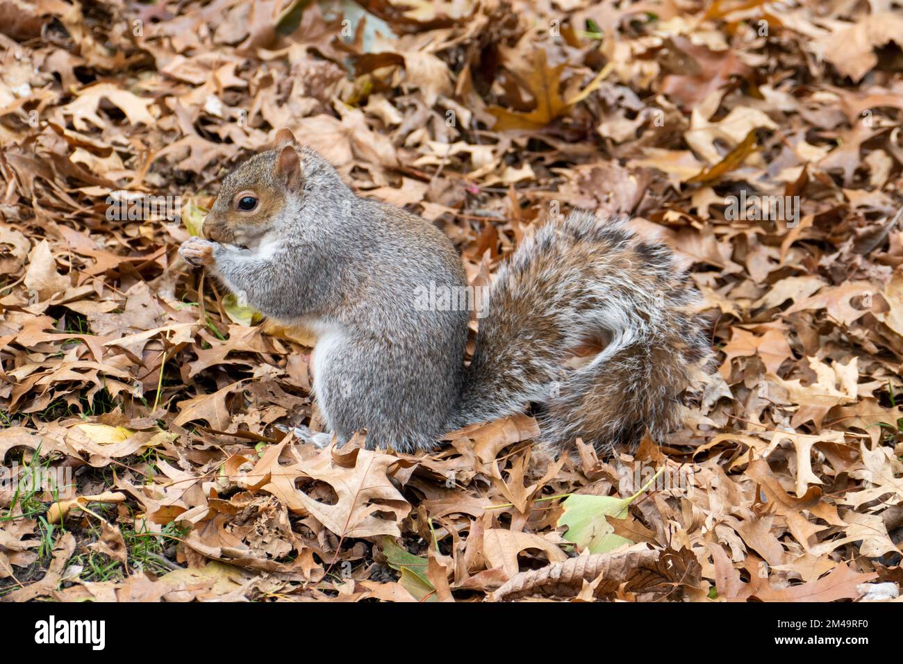 The Squirrel of the Central Park in Manhattan, New York Stock Photo - Alamy