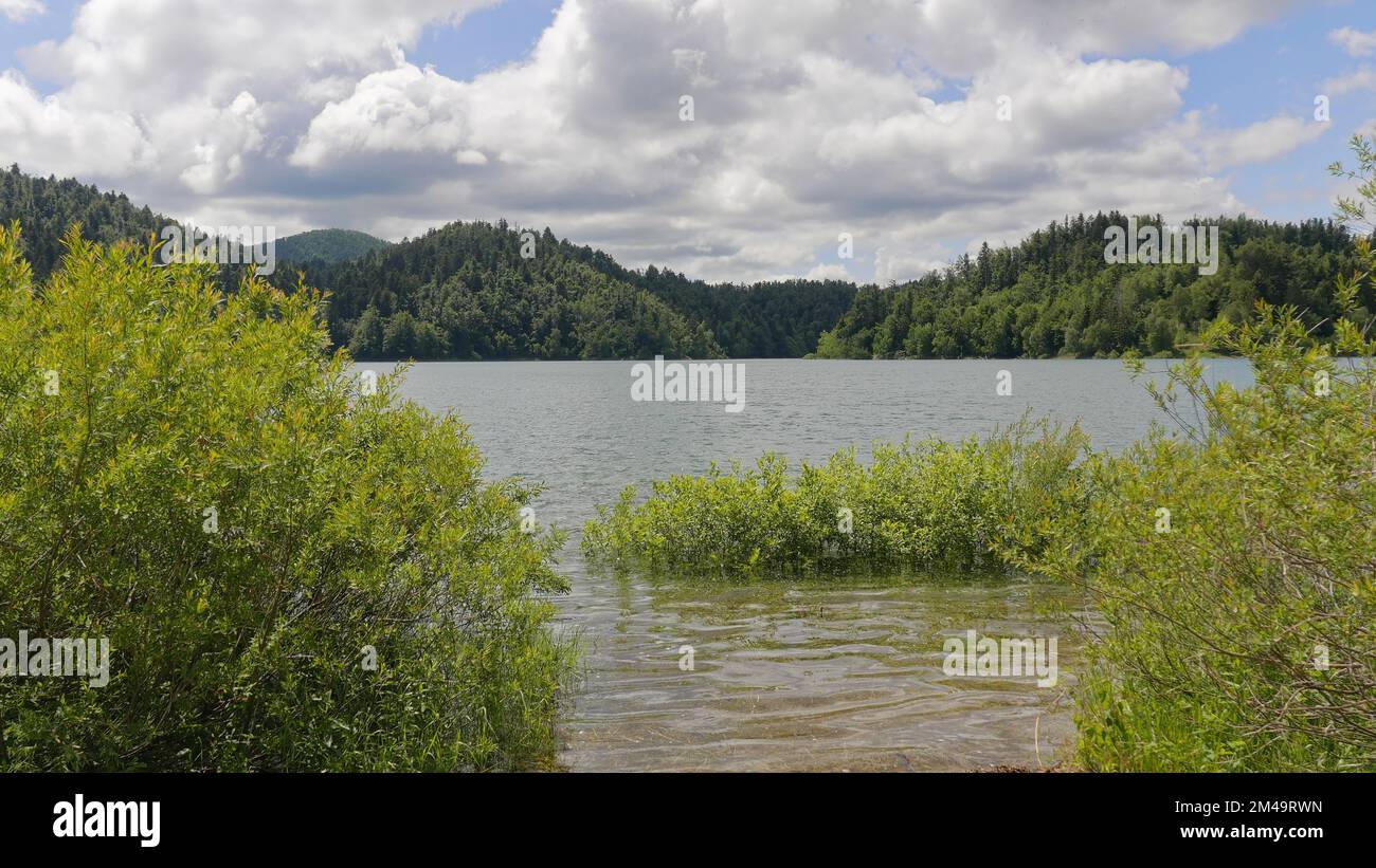 A beautiful view of the Kupa River with overgrown plants against the ...