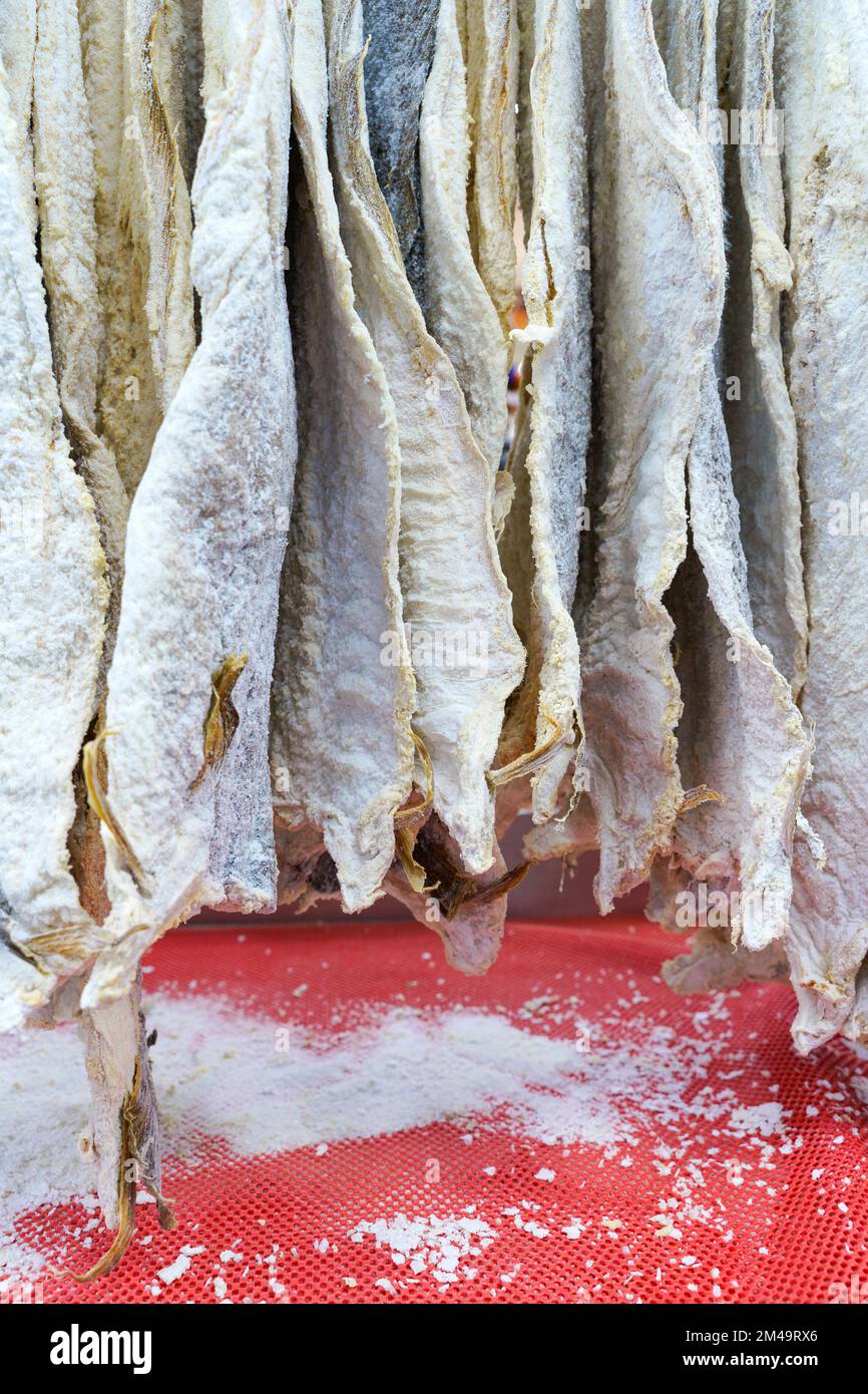 Salted dried cod bacalao on the counter of a fish store. Traditional ...