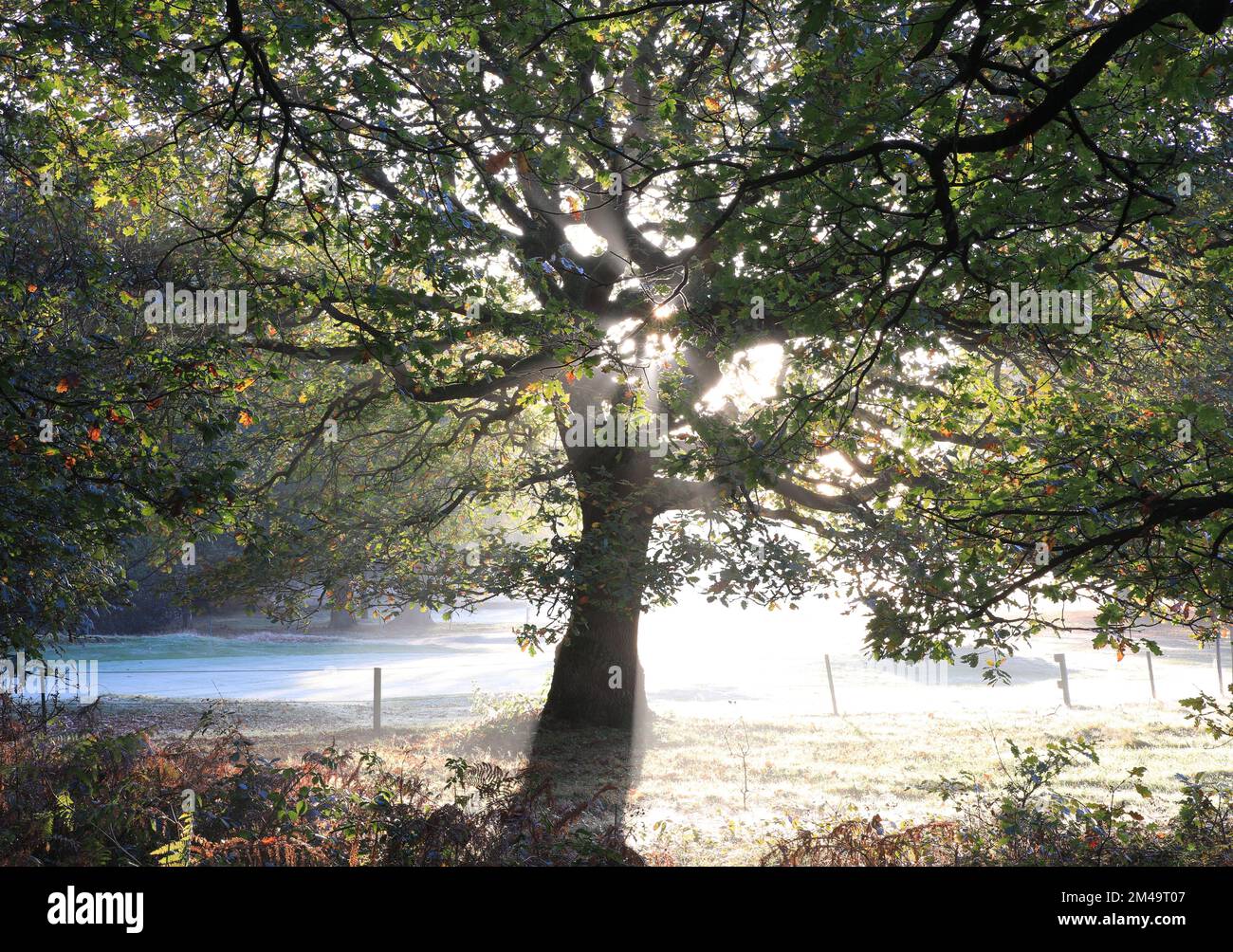 A lush tree backlit with sunlight in Sutton park, Birmingham, UK Stock ...