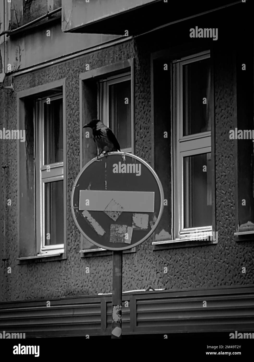 A closeup grayscale view of a crow perched on a road sign on a building ...