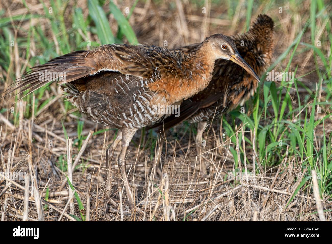 King rail with wing slightly extended hi-res stock photography and ...