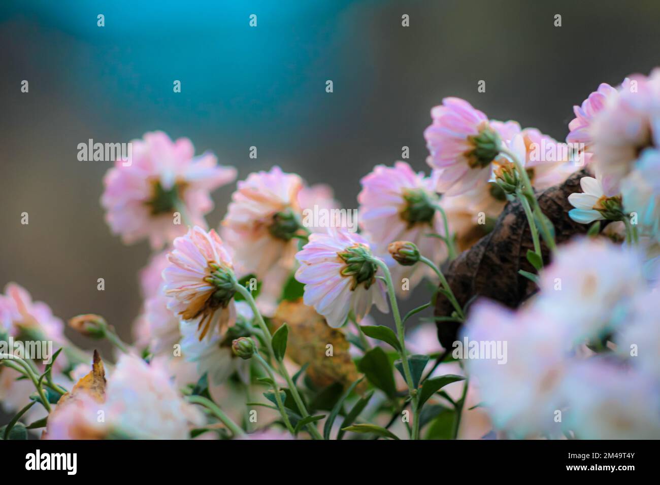 A beautiful view of a cosmos flower field Stock Photo - Alamy