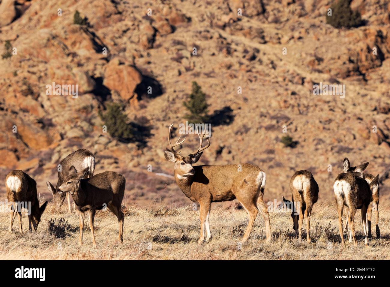 The harem guard hi-res stock photography and images - Alamy