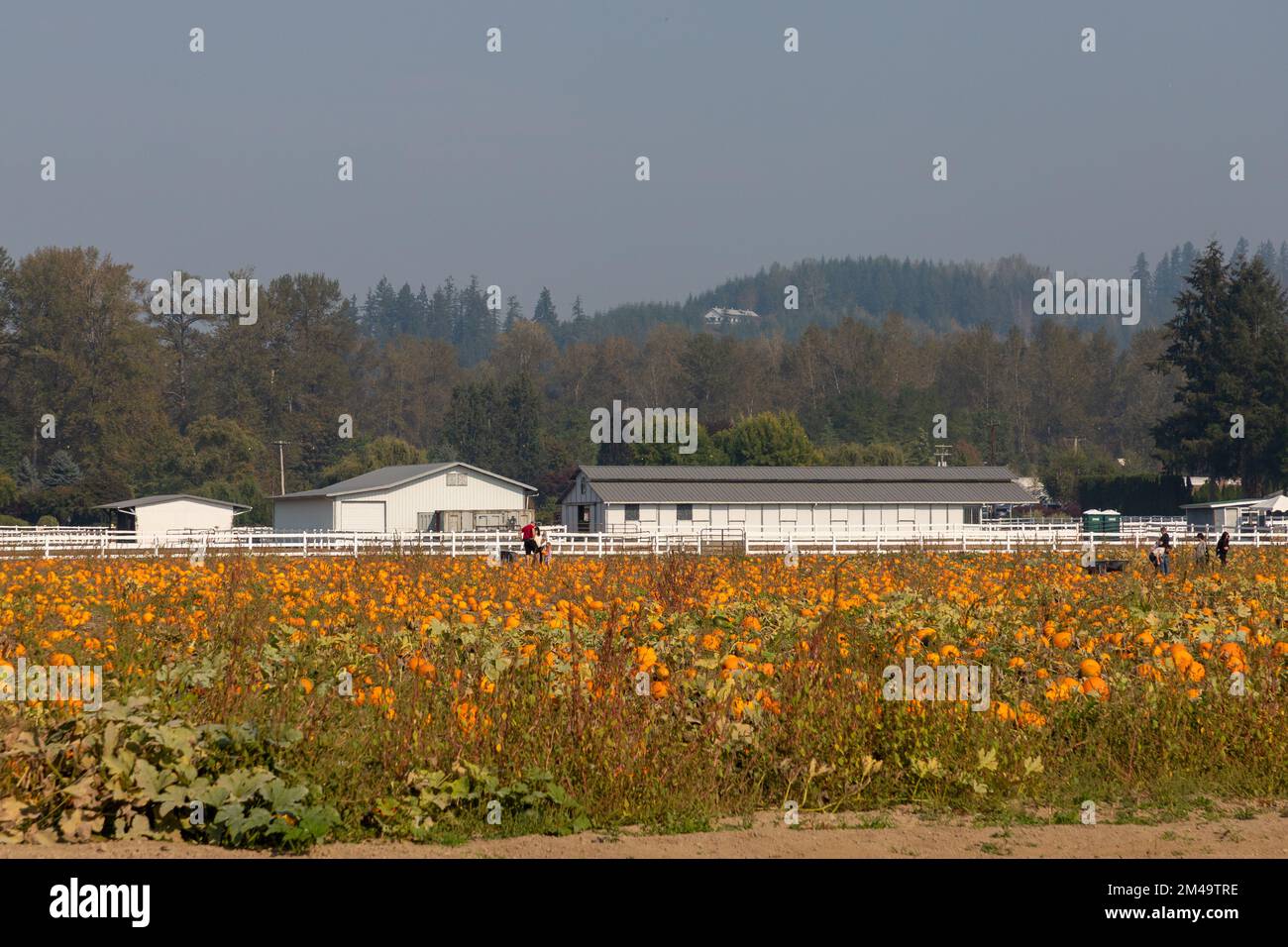 Carnation festival hi-res stock photography and images - Alamy