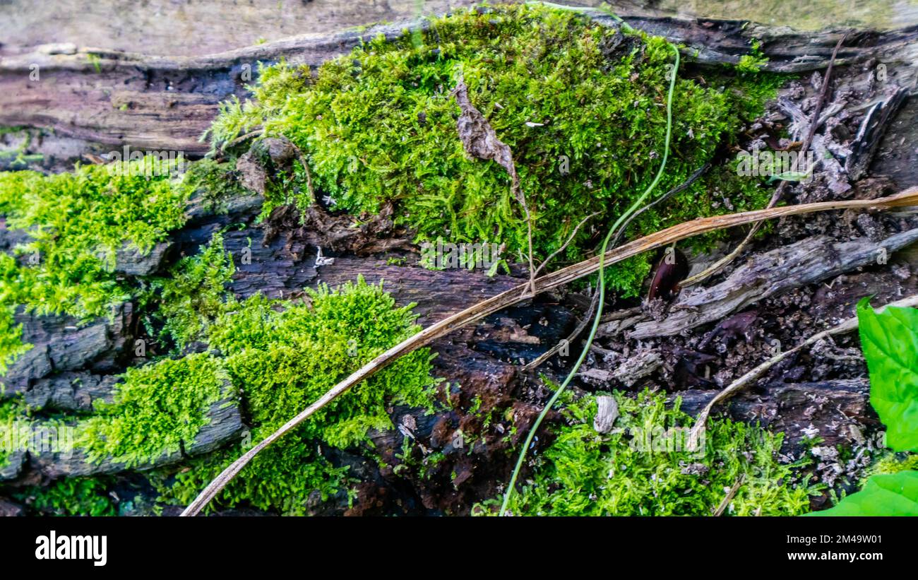 Mossy wood texture as background Stock Photo - Alamy