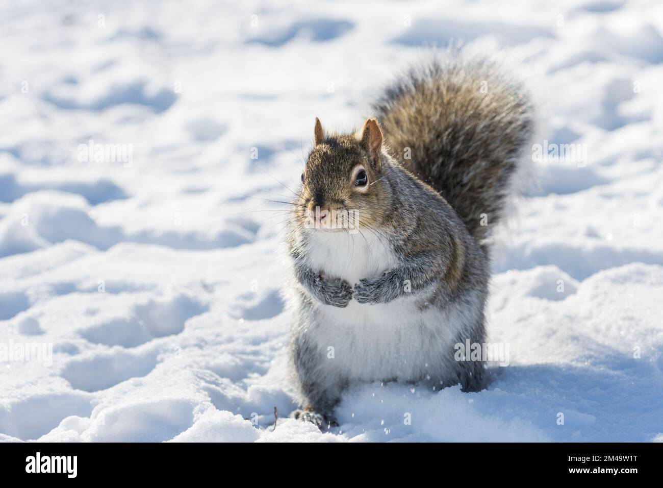 Eastern gray squirrel (Sciurus Carolinensis) standing on two feet on ...