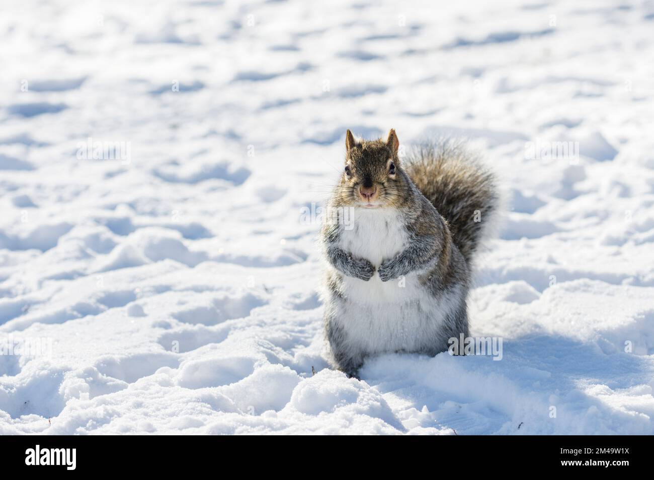 Eastern gray squirrel (Sciurus Carolinensis) standing on two feet on ...