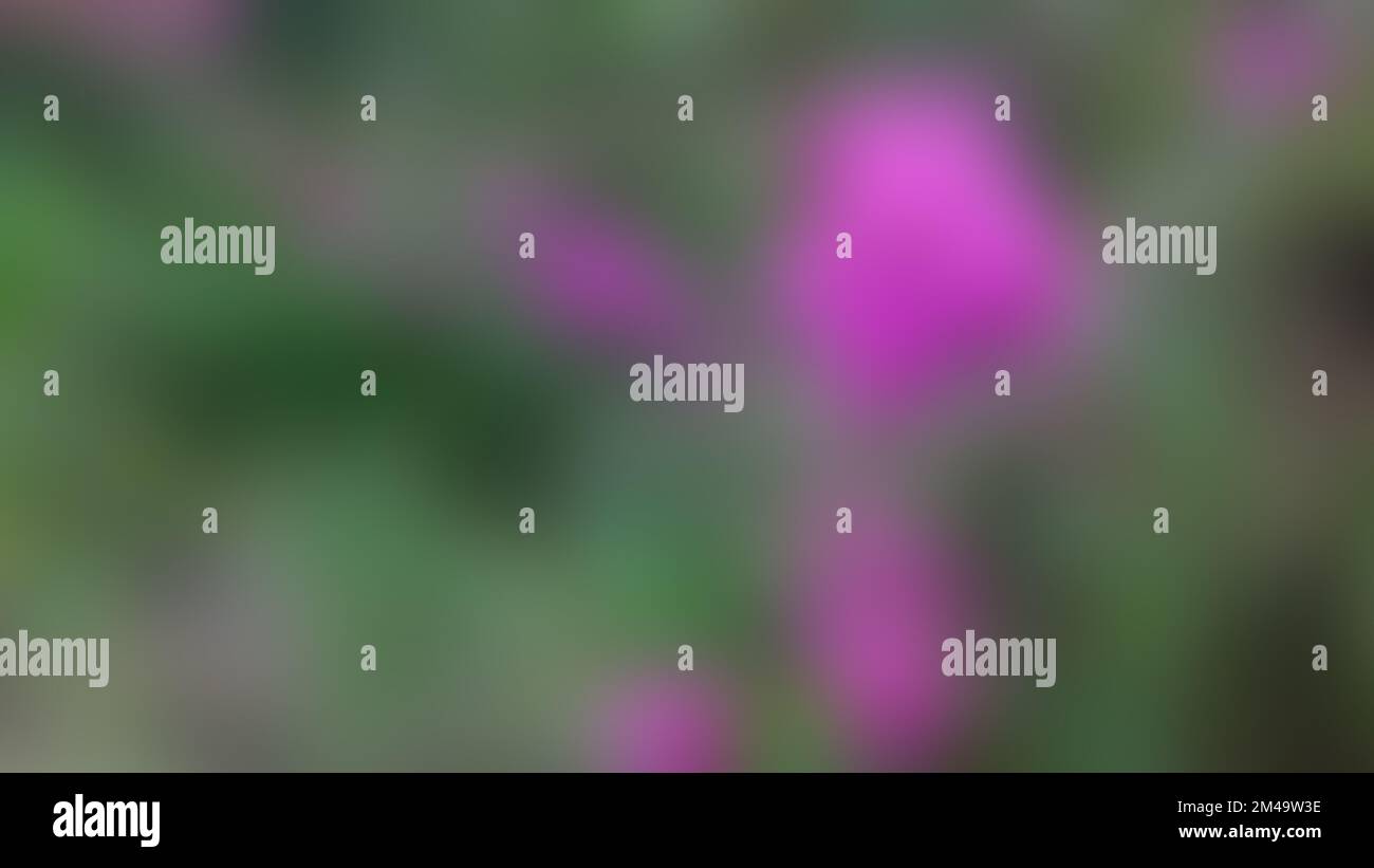 gradient blurred beautiful bougainvillea flowers on green trees ...