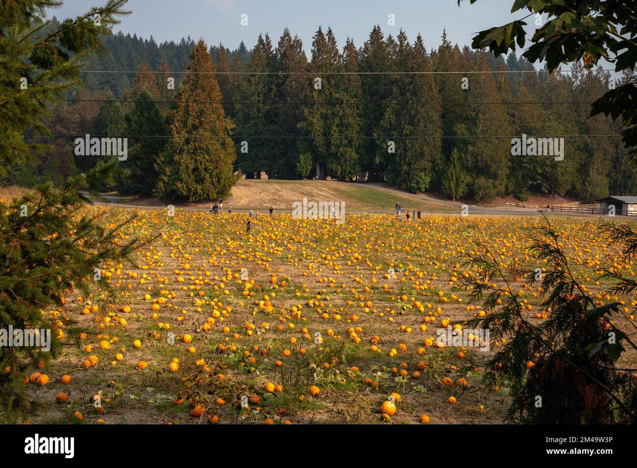 Carnation festival hi-res stock photography and images - Alamy