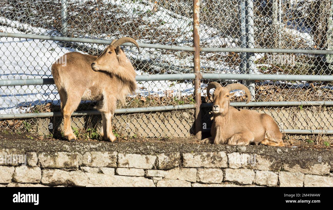 Barbary sheep zoo hi-res stock photography and images - Alamy