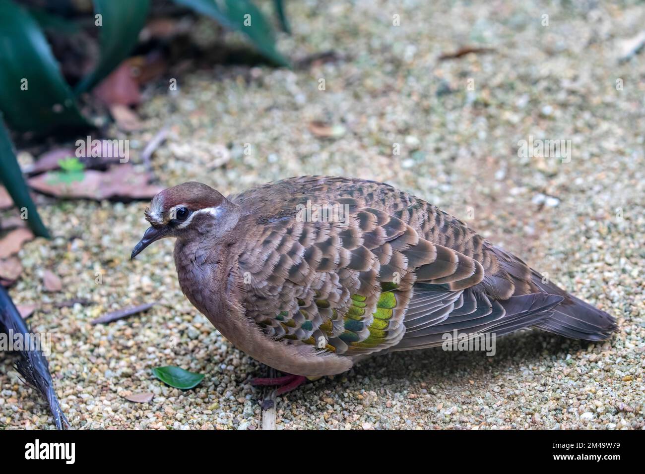 The common bronzewing (Phaps chalcoptera). It is a species of medium ...