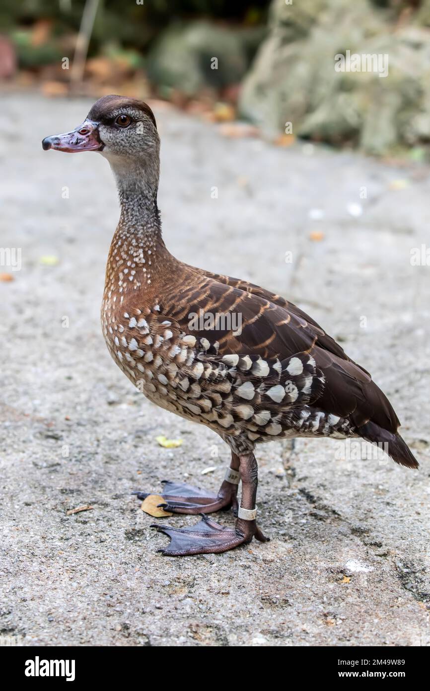 The spotted whistling duck (Dendrocygna guttata) is a member of the ...