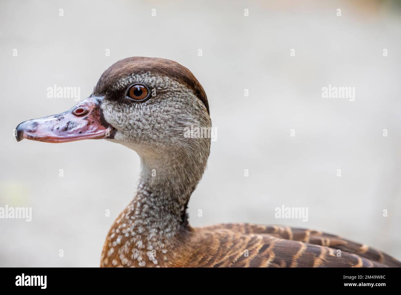 The spotted whistling duck (Dendrocygna guttata) is a member of the ...