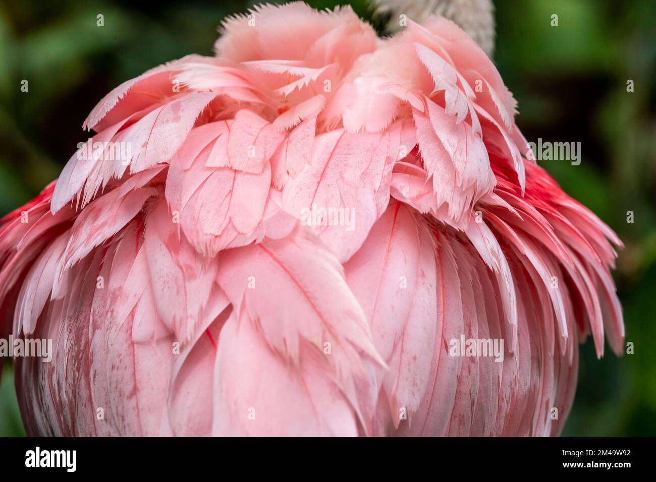 The feather of roseate spoonbill a gregarious wading bird of the ibis ...