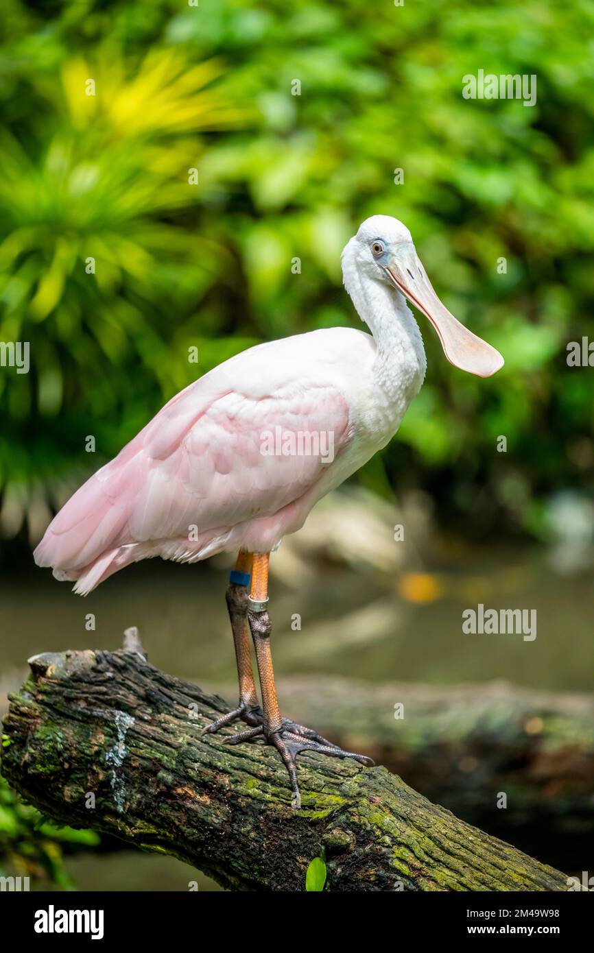 The roseate spoonbill is a gregarious wading bird of the ibis and ...