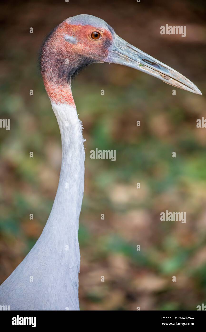 Indian sarus hi-res stock photography and images - Alamy