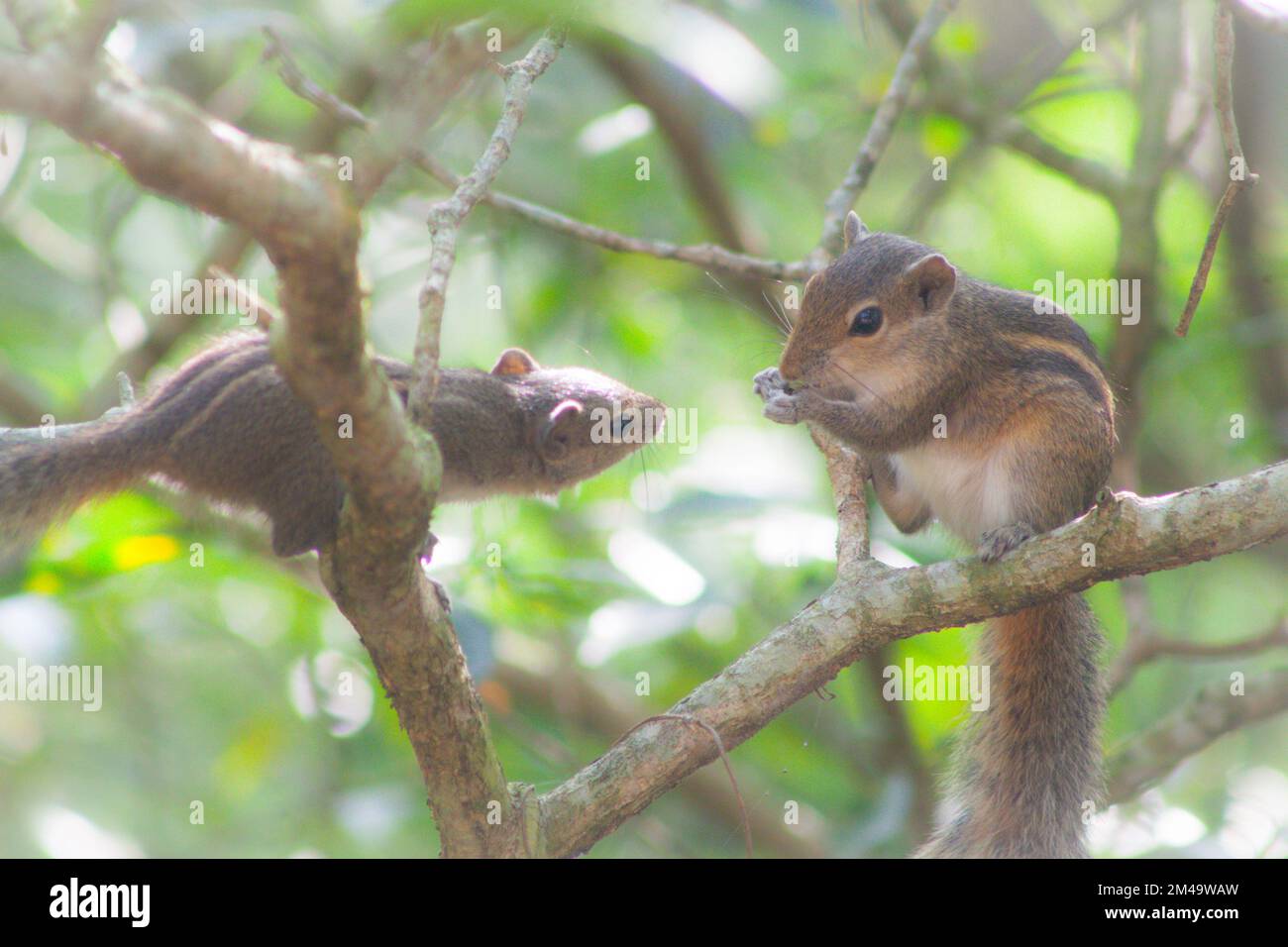 Sri lankan tree squirrel eating hi-res stock photography and images - Alamy