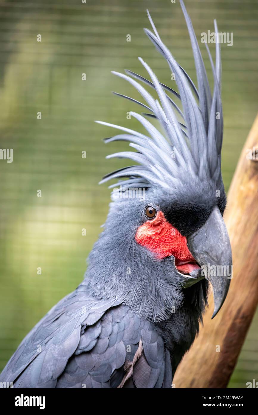 The palm cockatoo (Probosciger aterrimus) is a large smoky-grey or ...