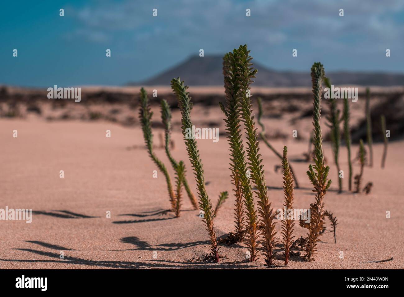 Wild desert plants hi-res stock photography and images - Alamy